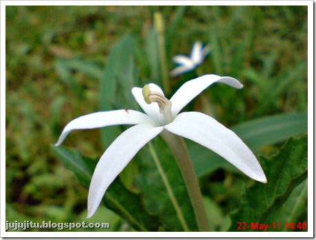 Korejat ( Hippobroma longiflora )